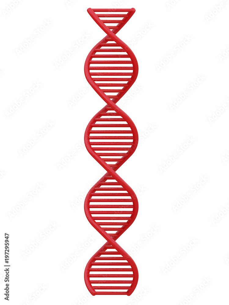red DNA string front view isolated on a white background 3d rendering ...