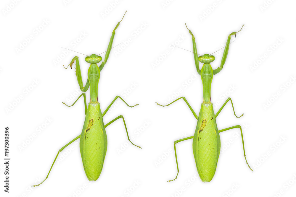 Giant Asian Mantis
