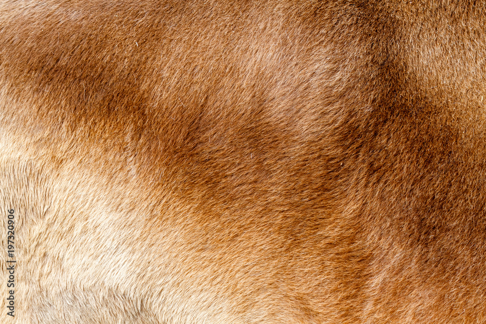 Pelaje de un Buey. Animal. Ganado. foto de Stock | Adobe Stock