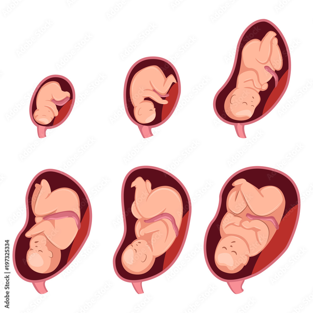 Stages of embryo development in pregnant woman. Vector cartoon ...