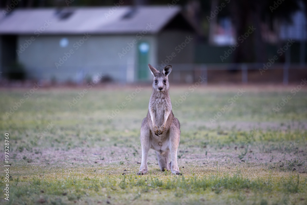 Kangaroo standing on its legs looking straight in front of him. The ...
