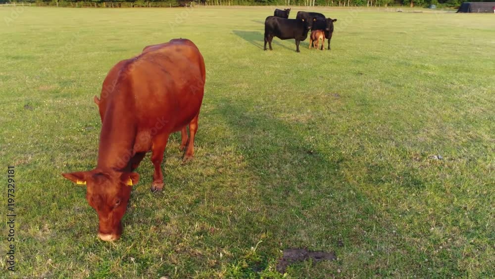 Low latitude aerial of Aberdeen Angus cattle and young calf standing ...