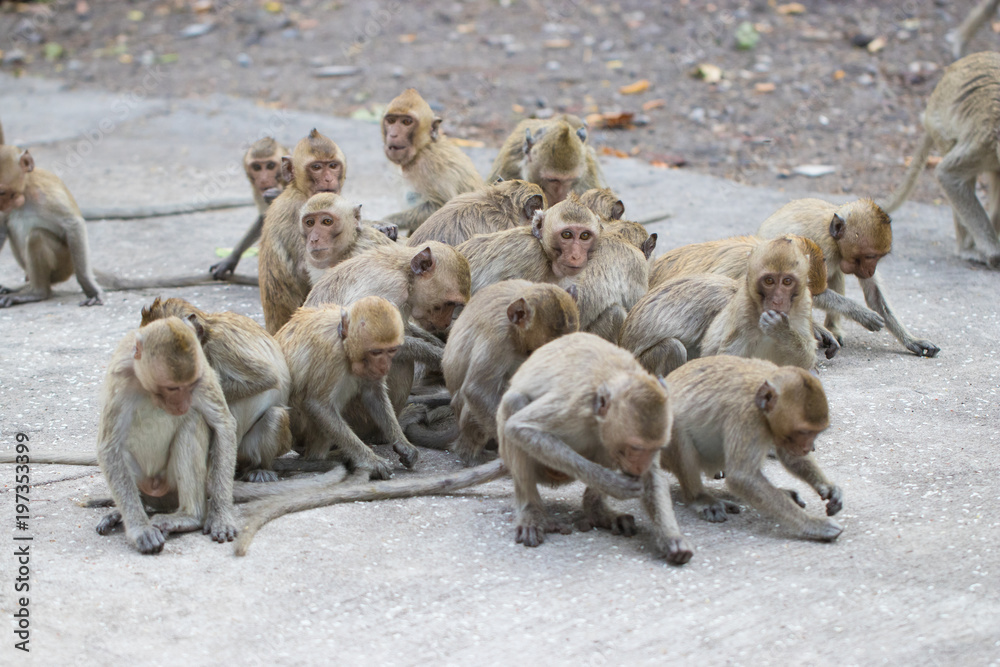 Monkeys are eating raw rice on the ground. It descends from a rocky ...