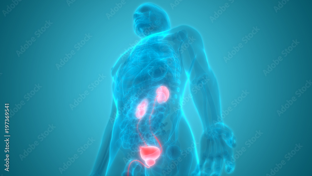 Human Body Organs (Kidneys with Urinary Bladder) Anatomy Stock ...