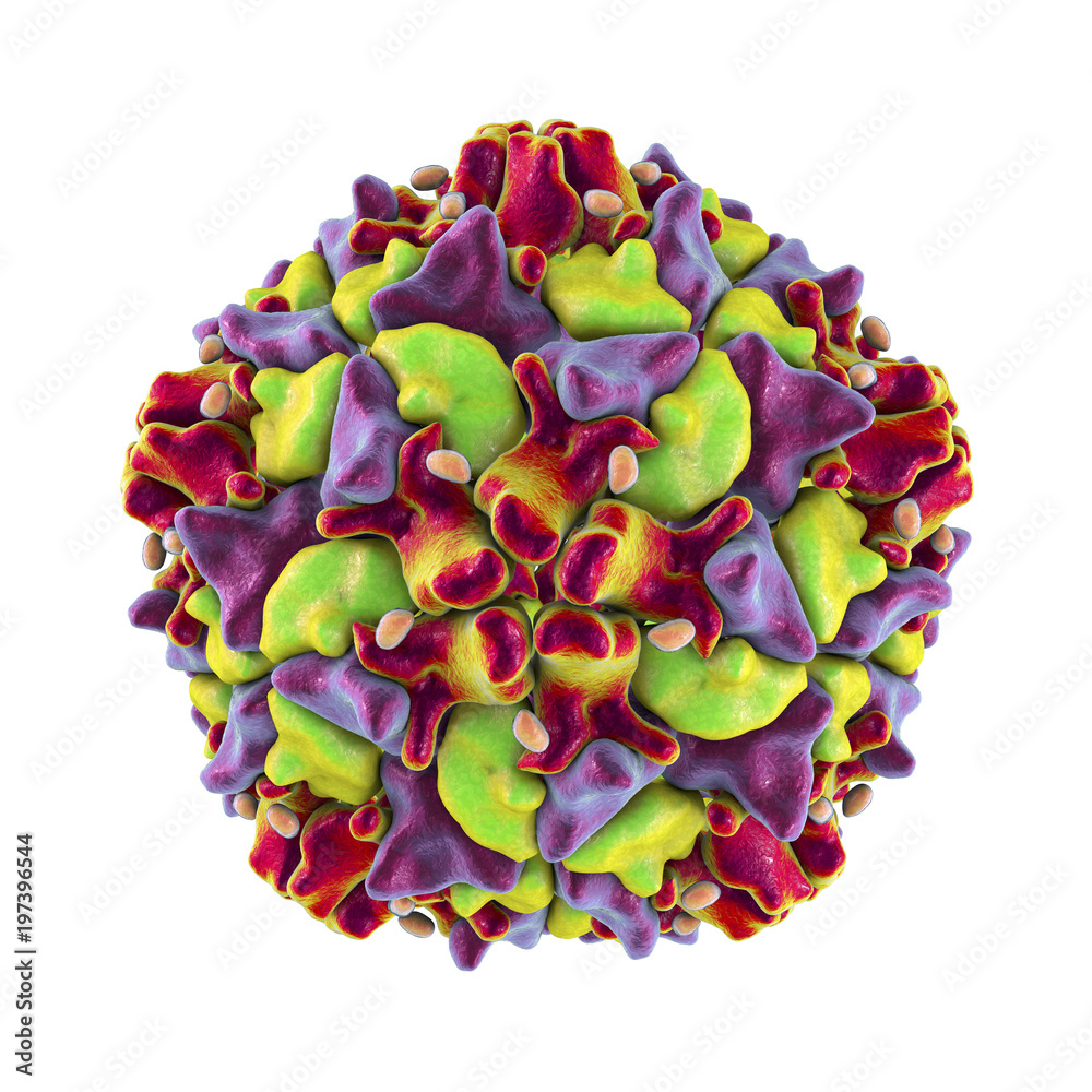 Poliovirus