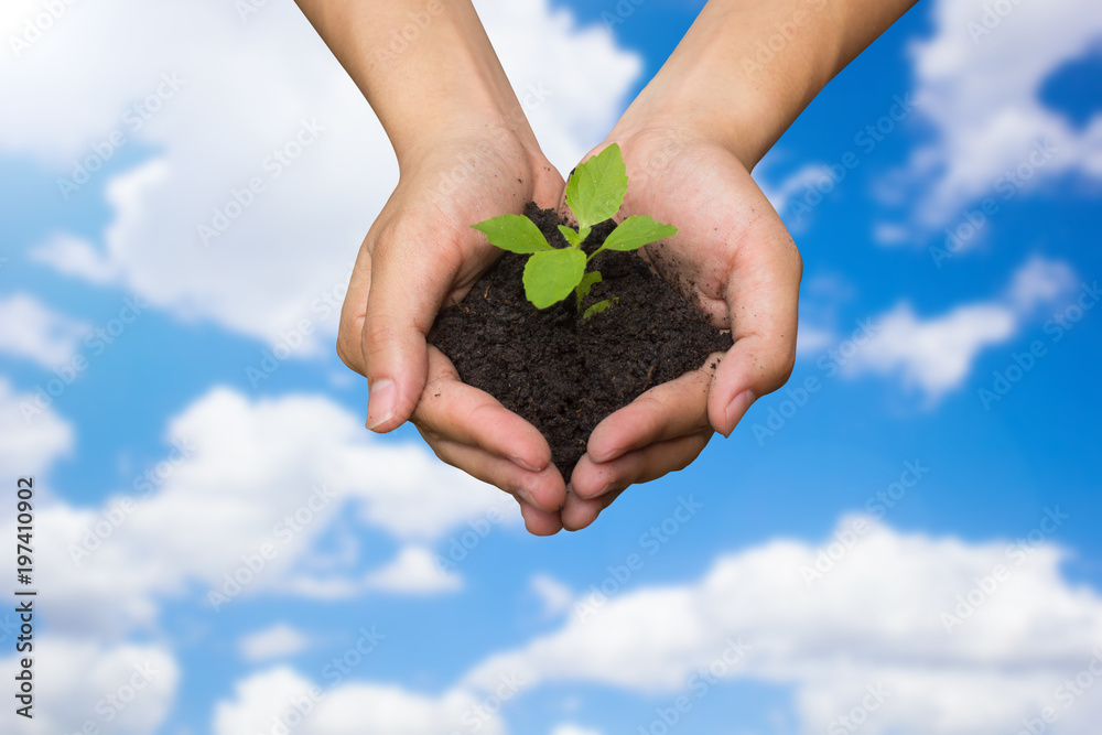human hand holding growing plant for save environment,world earth day ...