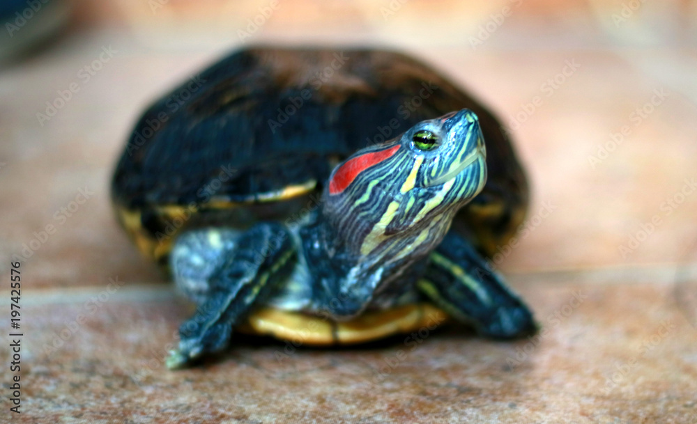 Testudo emys or Asian forest tortoise, also known as the Asian brown ...