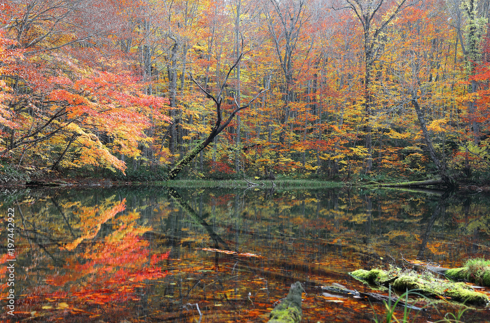 Beautiful autumn swamp scenery ~ Protected wetlands hidden in a mysterious forest & colorful ...