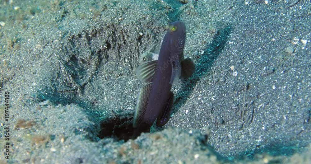 Goby fish watching out against predators while pistol shrimp digs the ...