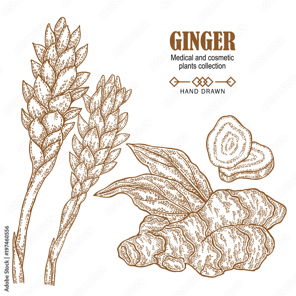 Ginger plant set. Hand drawn ginger root and flowers isolated on white ...