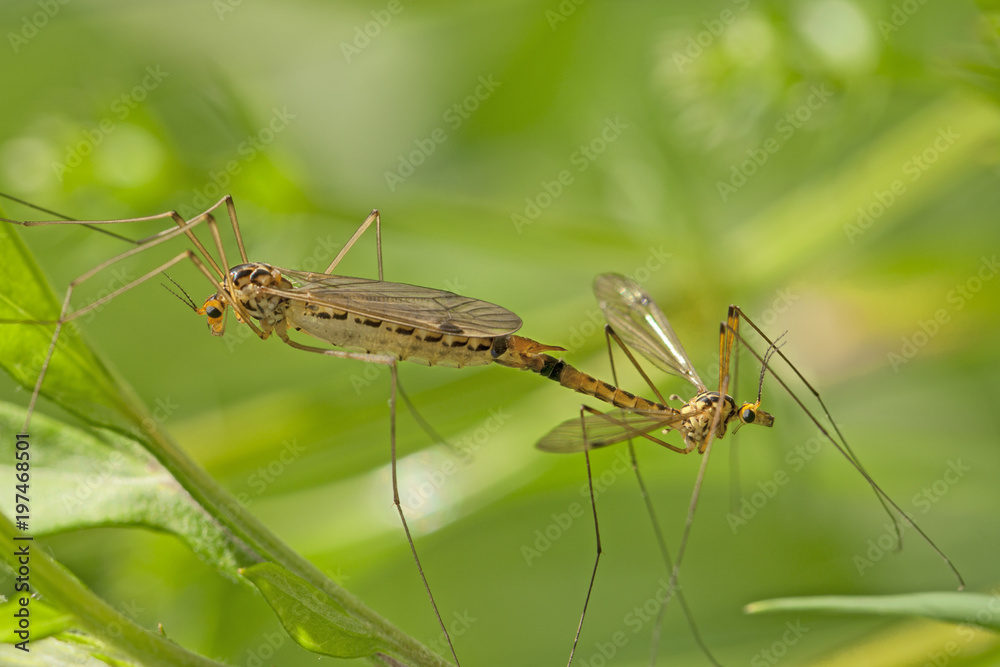 Couple de moustiques géants rayés jaune et noir en train de se ...