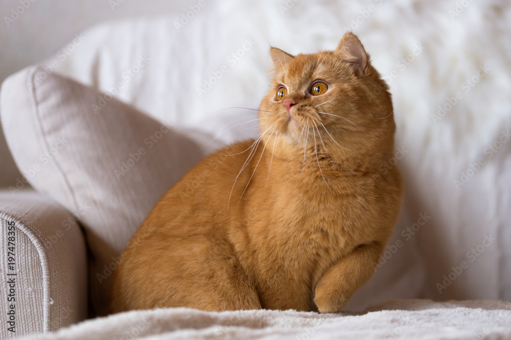 Imposante, kräftige BKH Katze in rot Stock-Foto | Adobe Stock