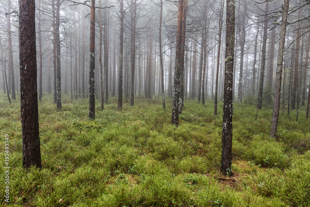 Fototapeta świerk ścieżka iglasty drzewa las - Dekowizja.pl