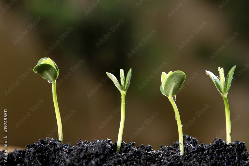 Germinação de soja Stock Photo | Adobe Stock
