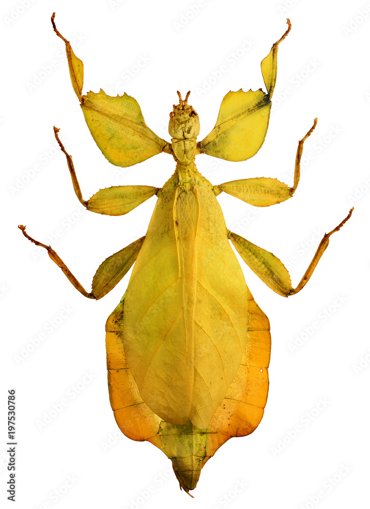 Yellow Insect