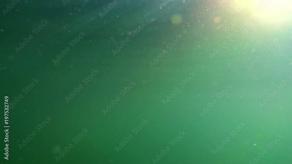 Underwater footage of plankton-rich sea water in the Hauraki Gulf, New ...