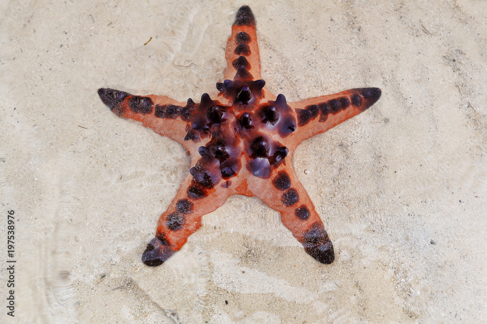 Protoreaster nodosus-horned or chocolate chip sea star. Punta Ballo ...