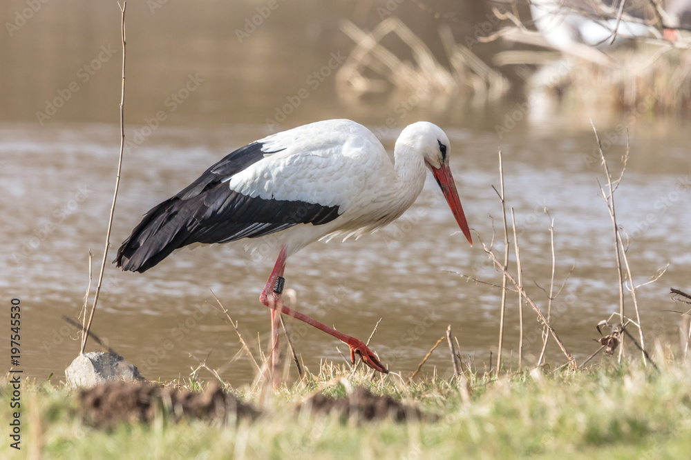 storch am wasser Stock Photo | Adobe Stock