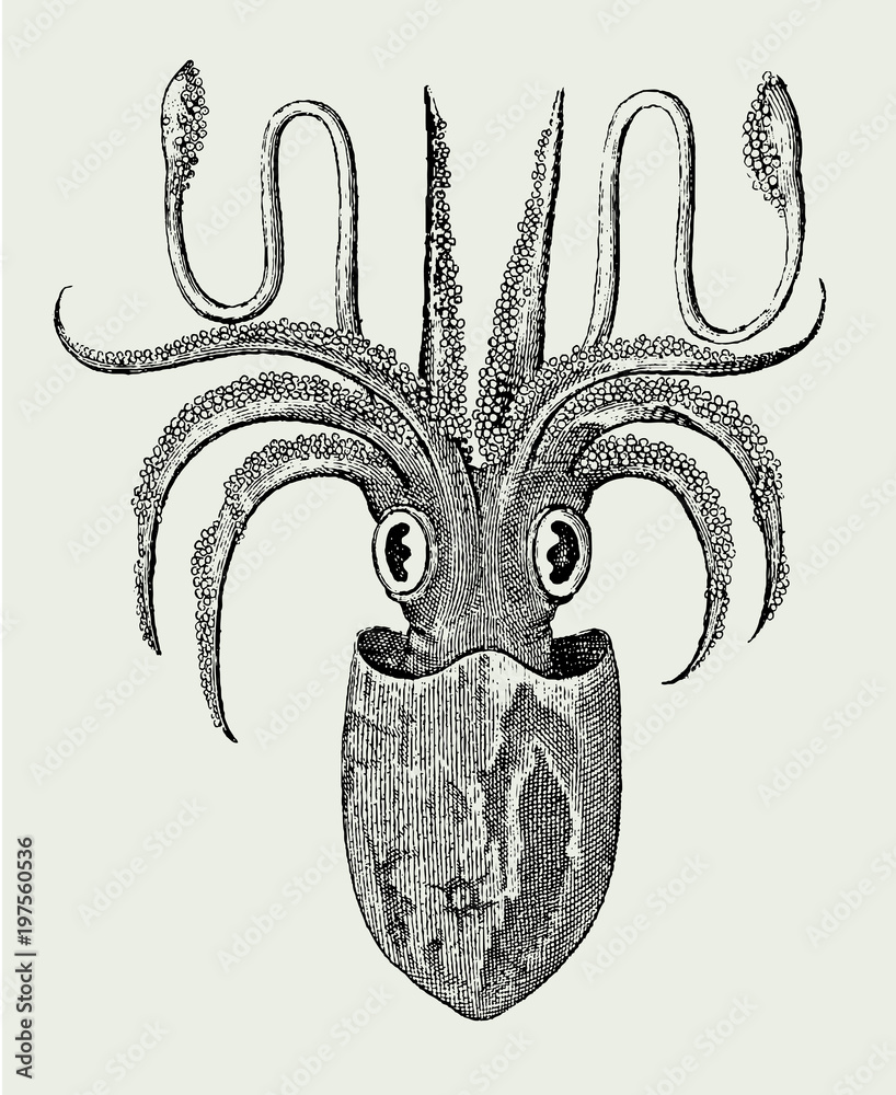 Cuttlefish in top view (after a historical woodcut, engraving ...