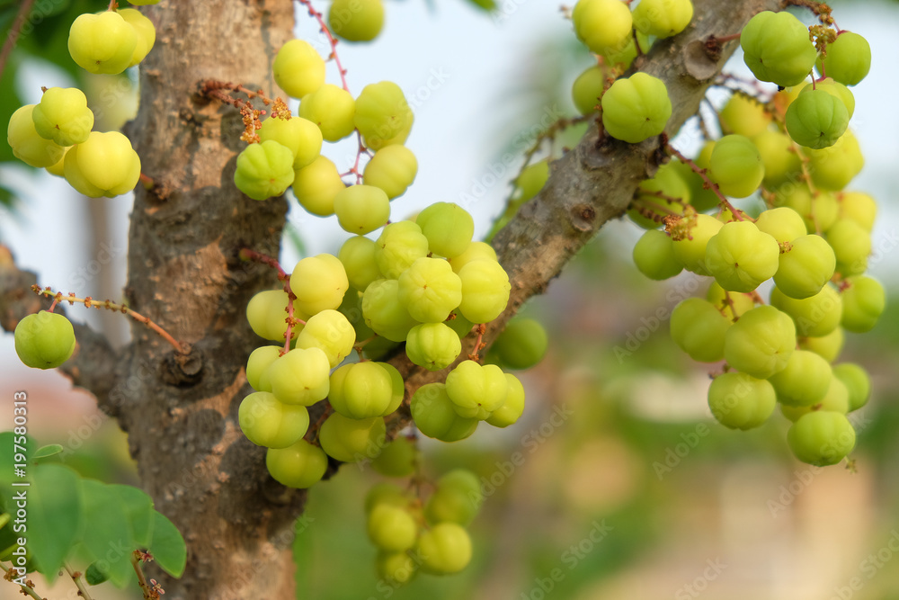 Star gooseberry fruit. Phyllanthus acidus, known as the Otaheite ...