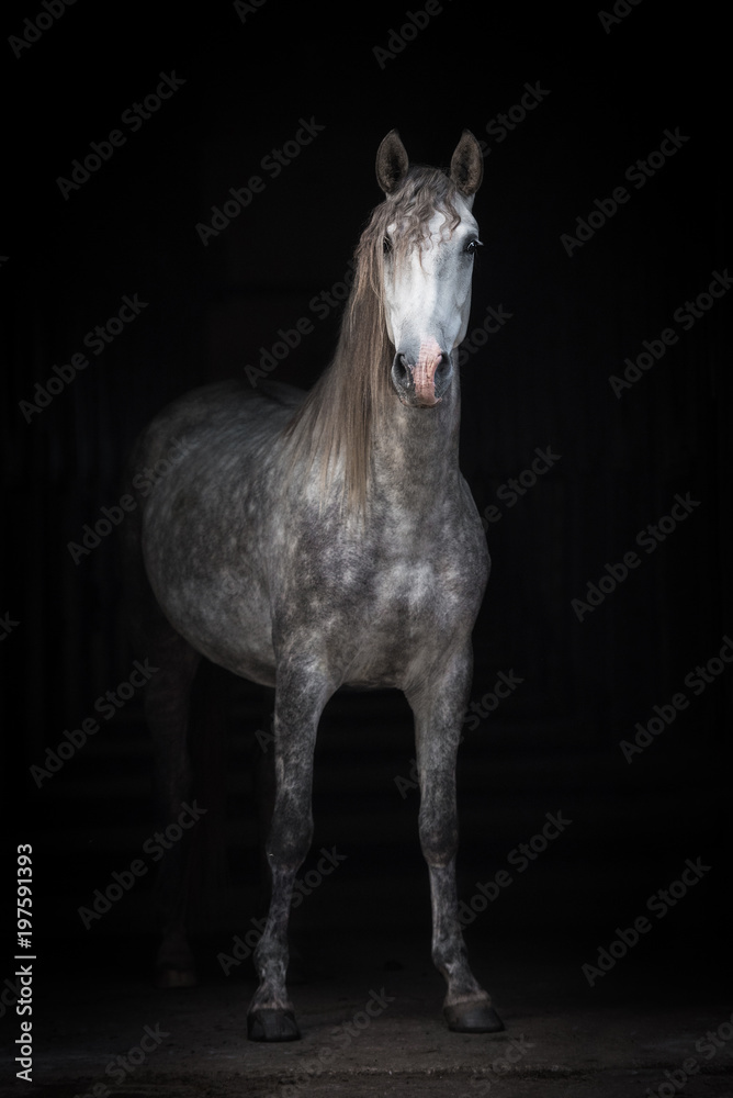 Gray Andalusian Horses