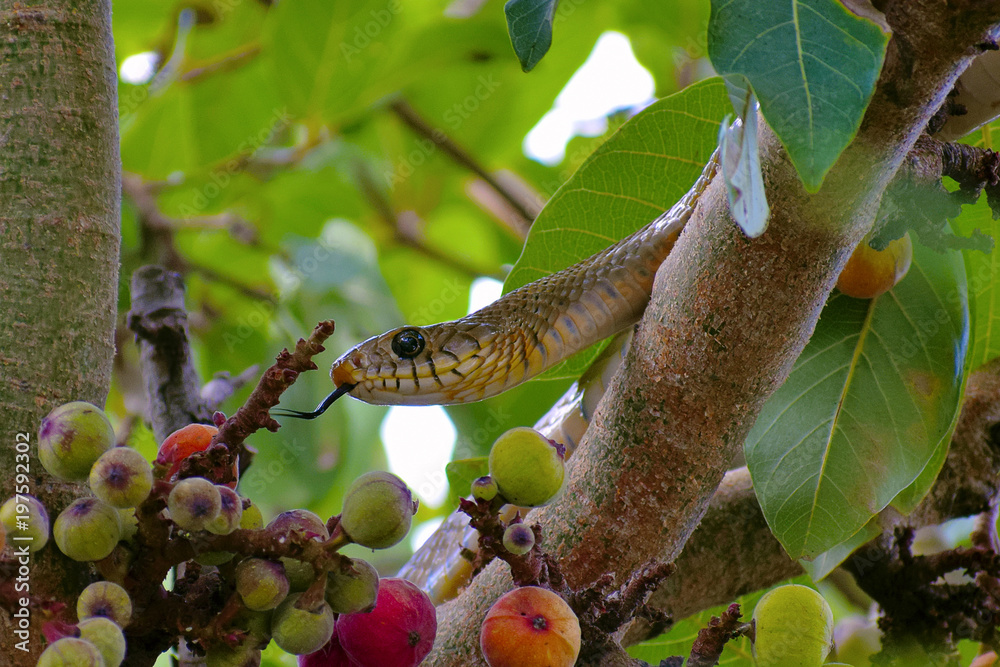 Indian rat snake, dhaman , Ptyas mucosa on fig tree, Pune, Maharashtra ...
