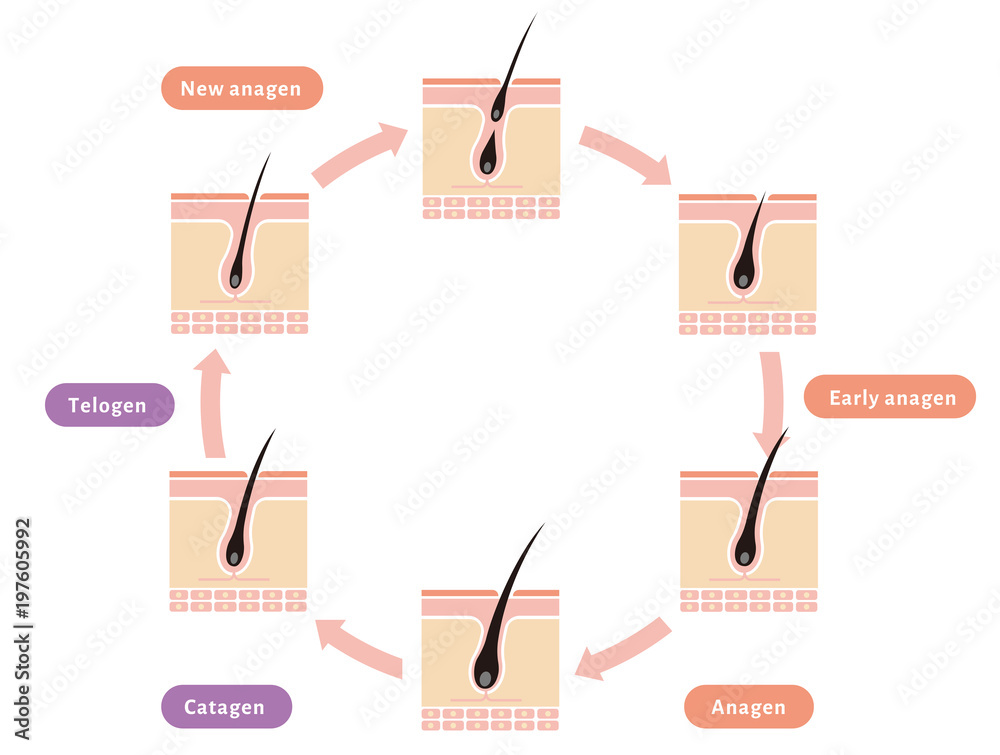 Normal hair cycle illustration (english) Stock Vector | Adobe Stock