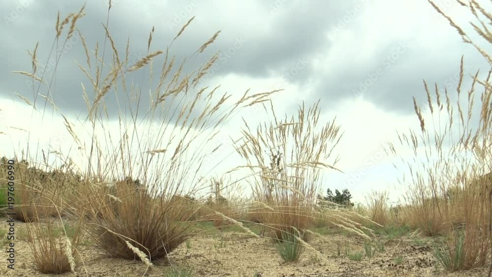 Video Stock Area of a unique biotope community on open sandy sand on ...