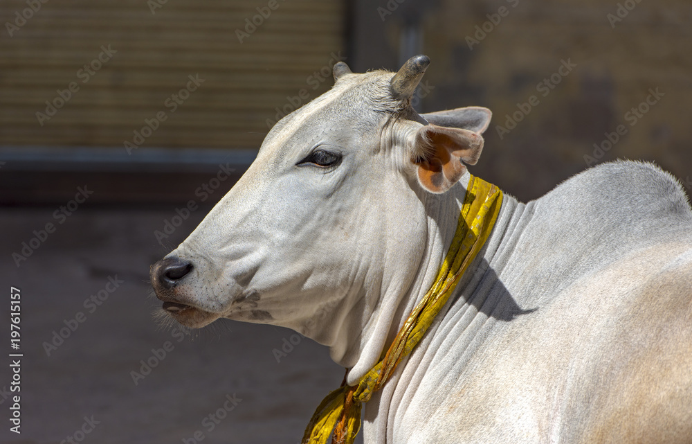 Indian Decorated Cow