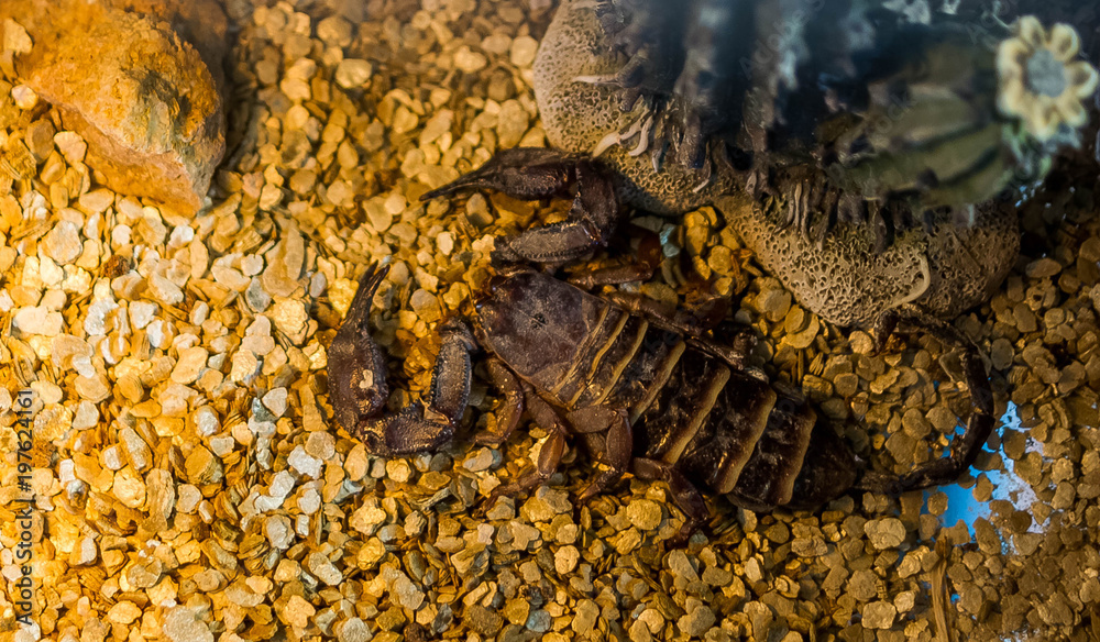 Emperor Scorpion Pandinus imperator on rusty background stinger, venom ...