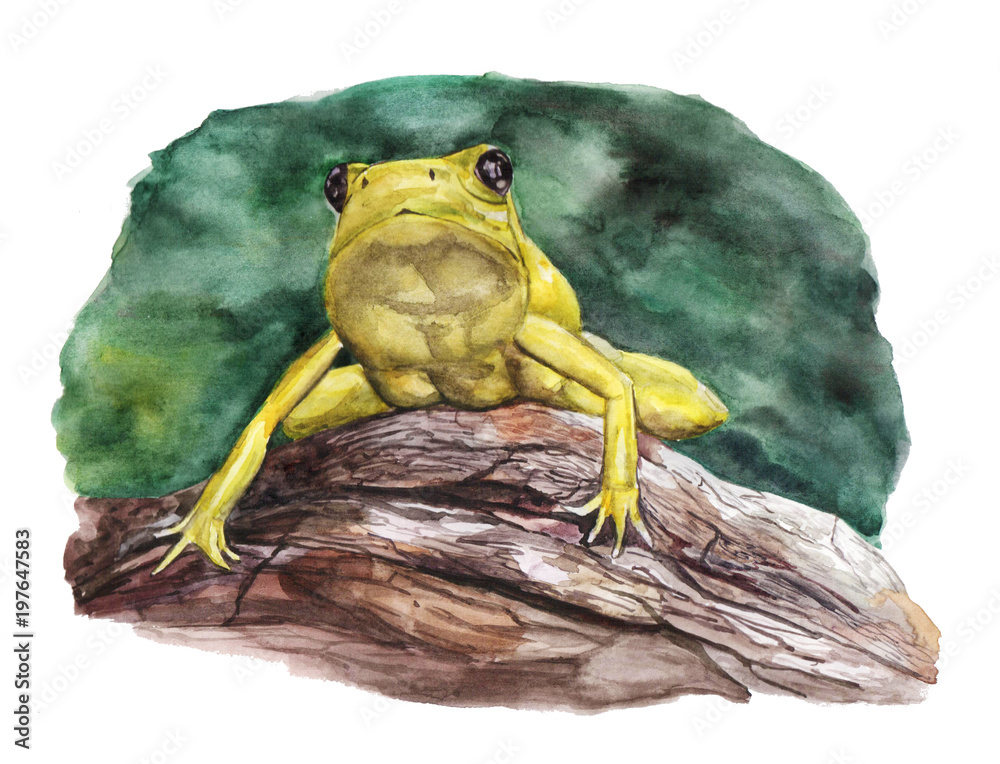 Hand drawn watercolor realistic illustration of golden panamian frog ...