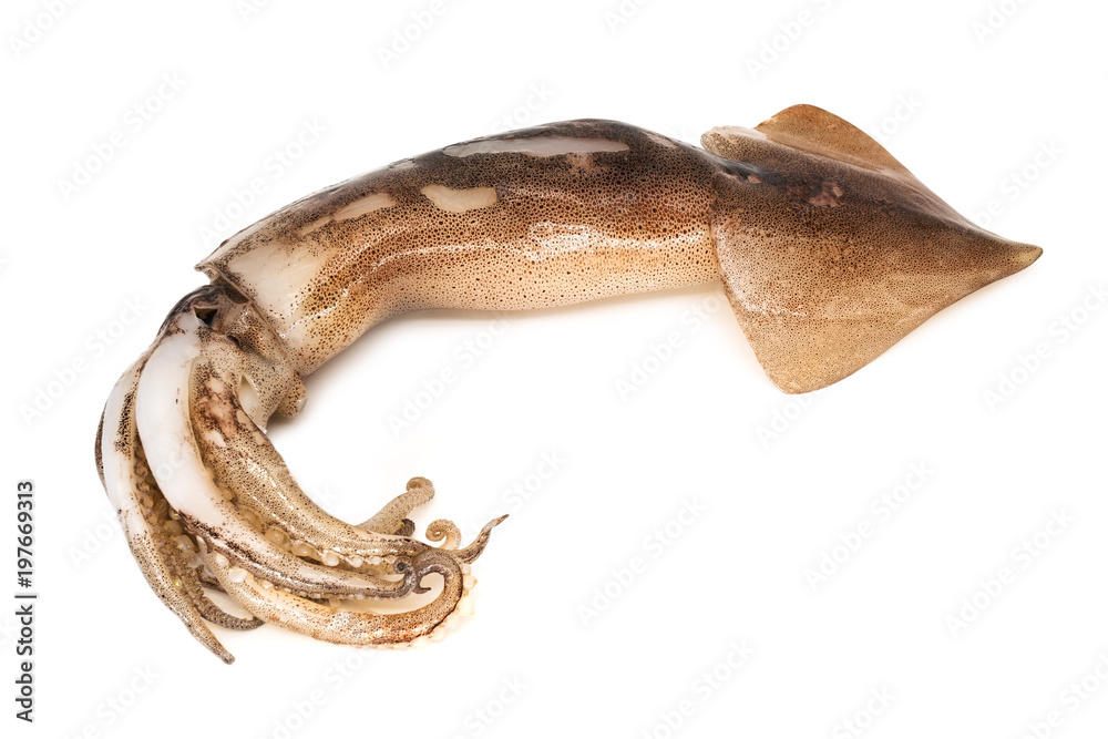 Kalmare auf weissem Hintergrund Stock Photo | Adobe Stock