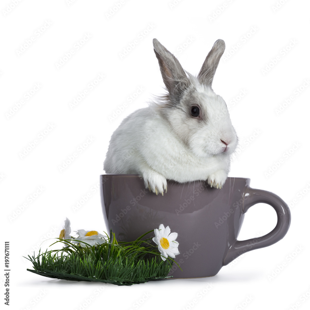 Cute white with grey rabbit sitting in ceremic cup with plastic grass ...