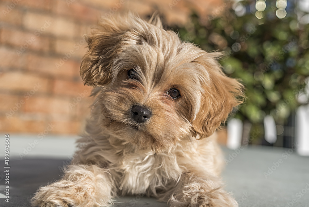 Cute Cavapoochon puppy, looking at the camera. The picture focuses on ...
