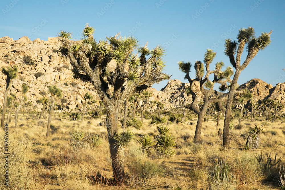 Spring Day at Joshua Tree National Park Stock Photo | Adobe Stock