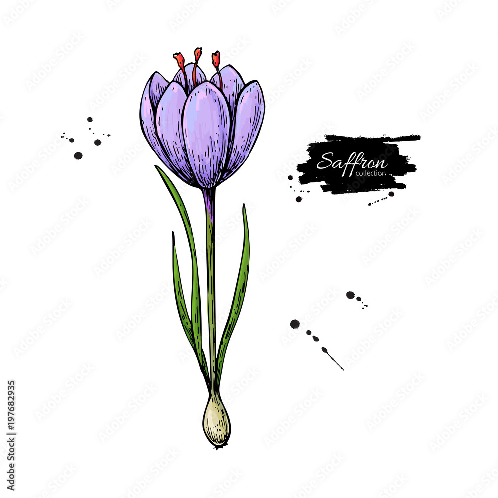 Saffron flower vector drawing. Hand drawn herb and food spice. Stock ...