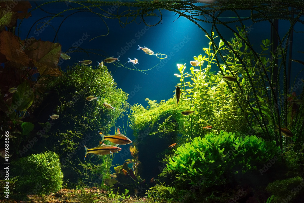 Light beam in tropical fresh water aquarium with live plants, different ...