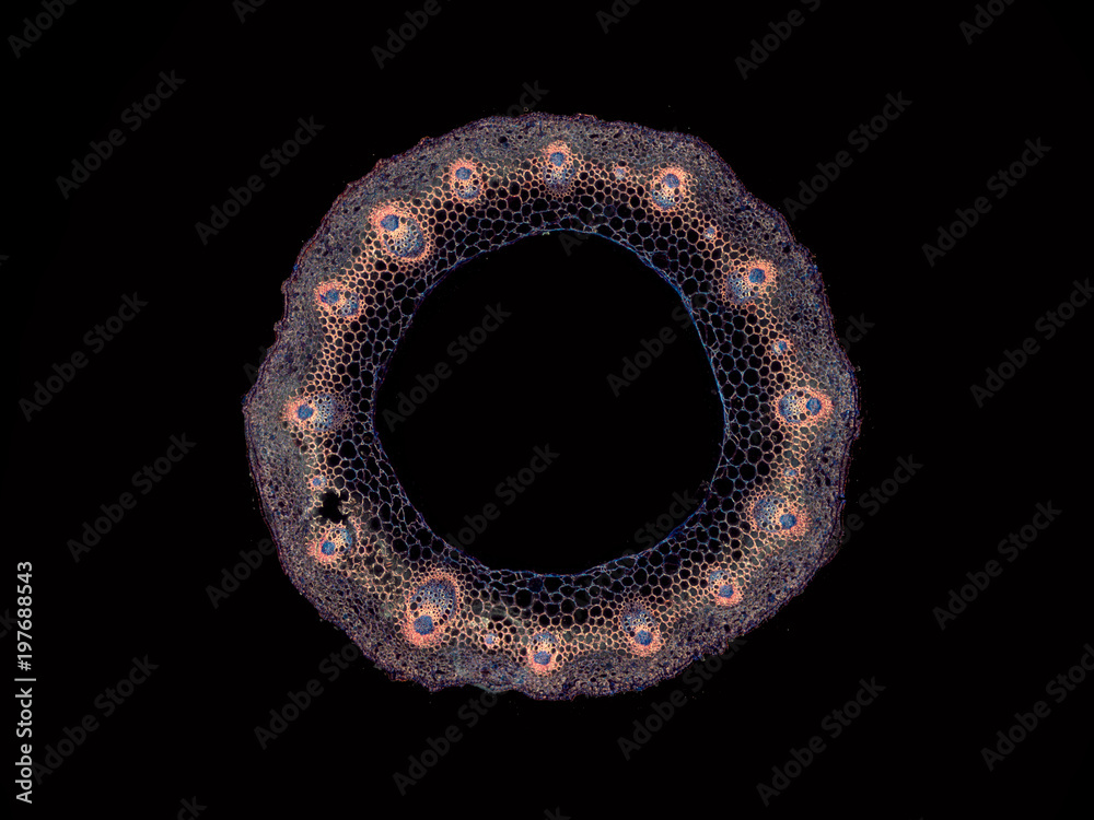 Stem of Ranunculus - microscopic cross section cut of a plant stem ...