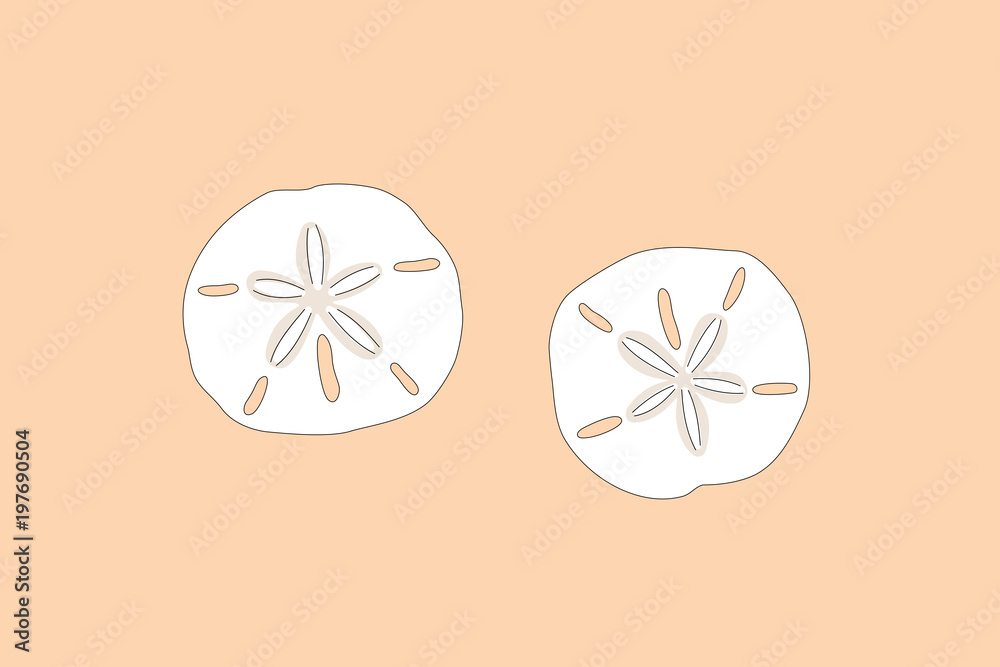 Sand Dollar Drawings