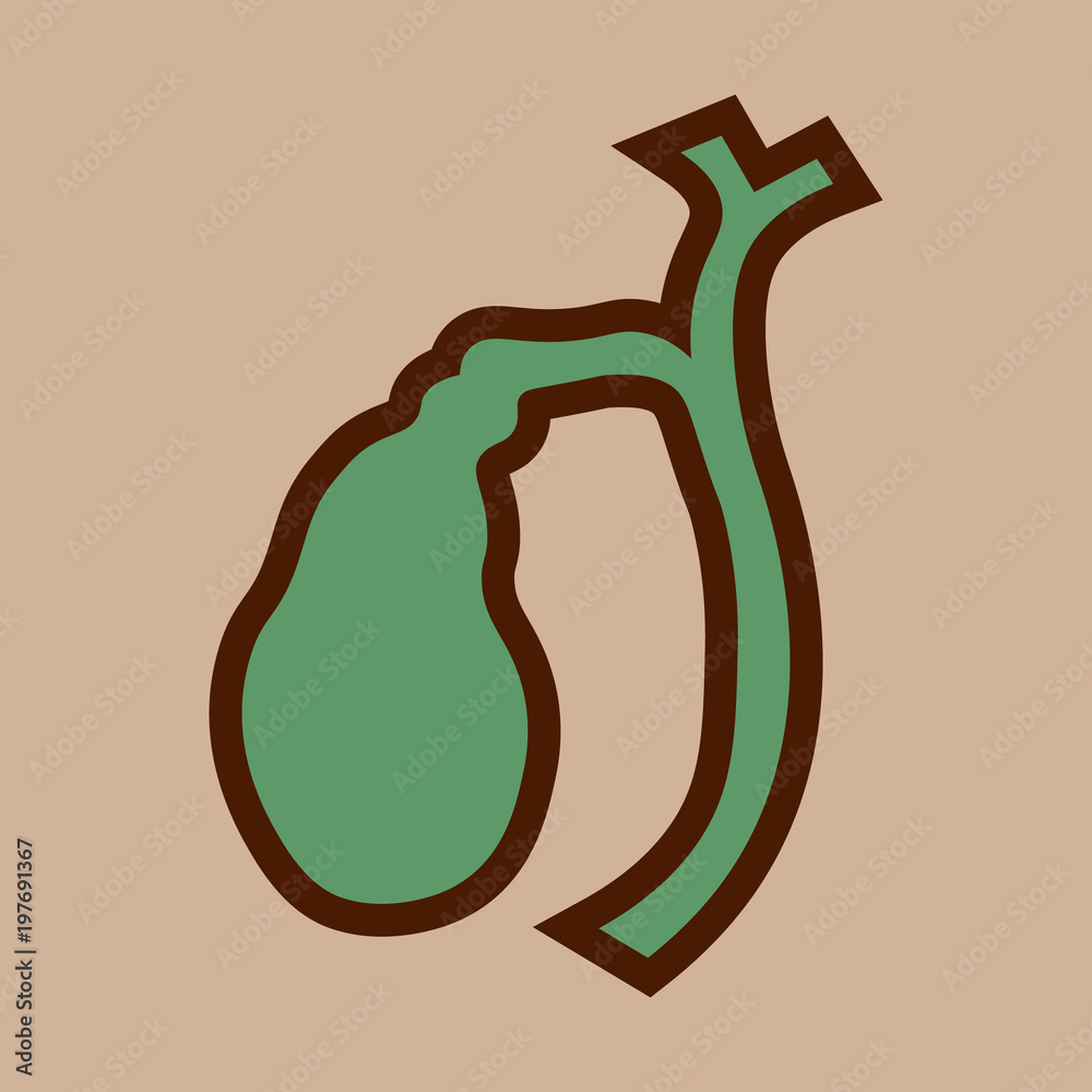 Medical Illustration of Human gallbladder anatomy Stock Vector | Adobe ...