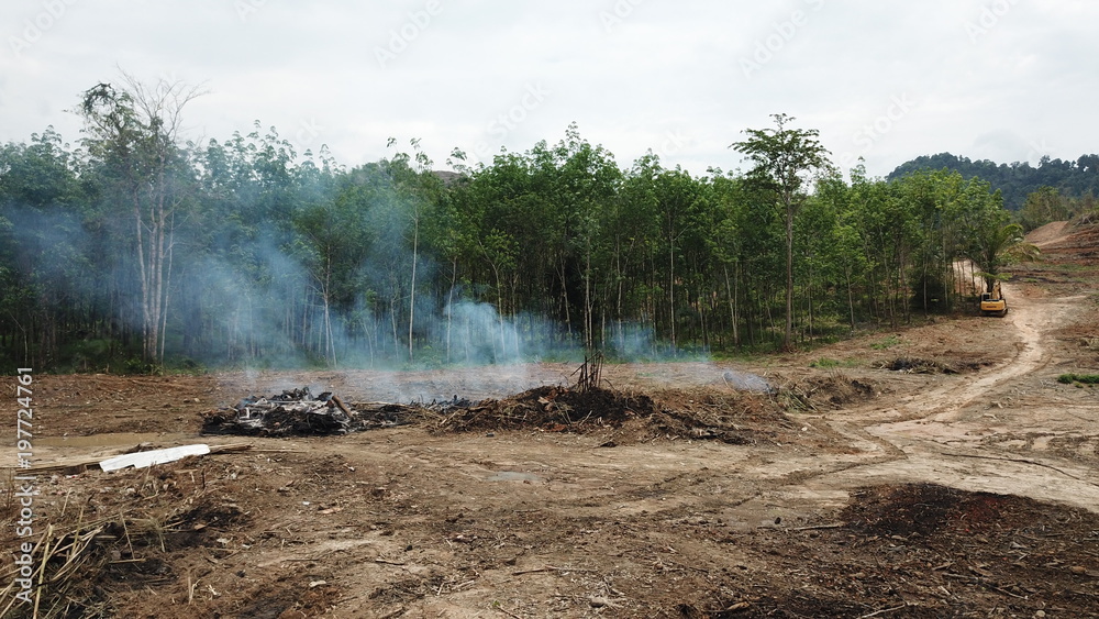 Deforestation - environmental destruction. Rainforest cuting down and ...