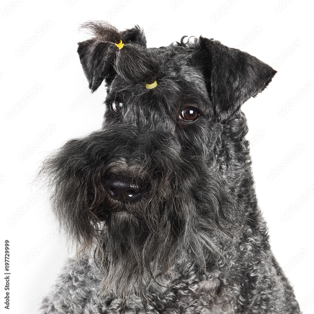 Blue Irish Terrier