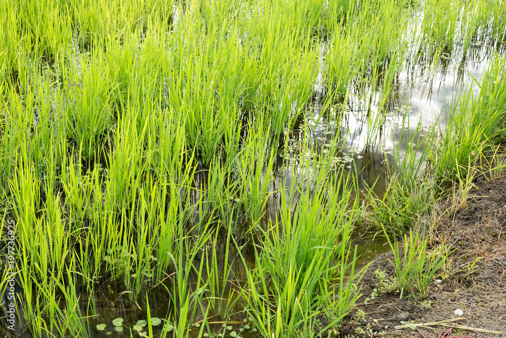 Organic rice field in water. Biological paddy section, recognizable by ...