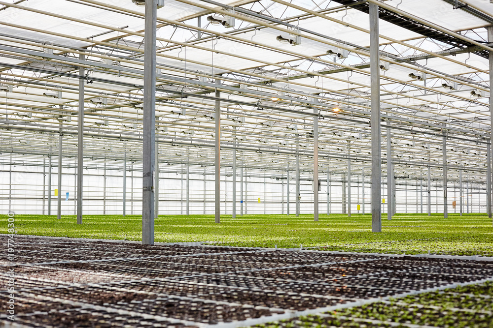 Contemporary hothouse with growing seedlings and systems of lightening ...