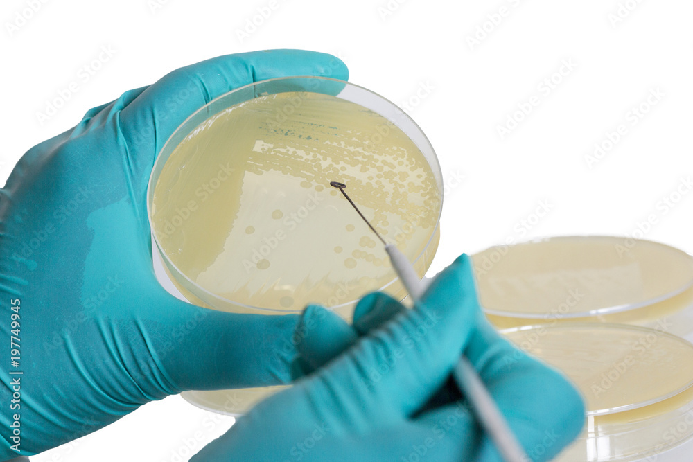 Close up photo of microbiologist hand cultivating a petri dish whit ...