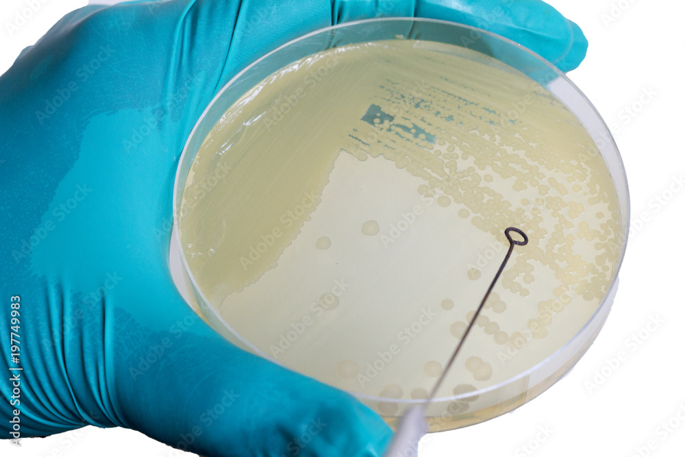 Close up photo of microbiologist hand cultivating a petri dish whit ...