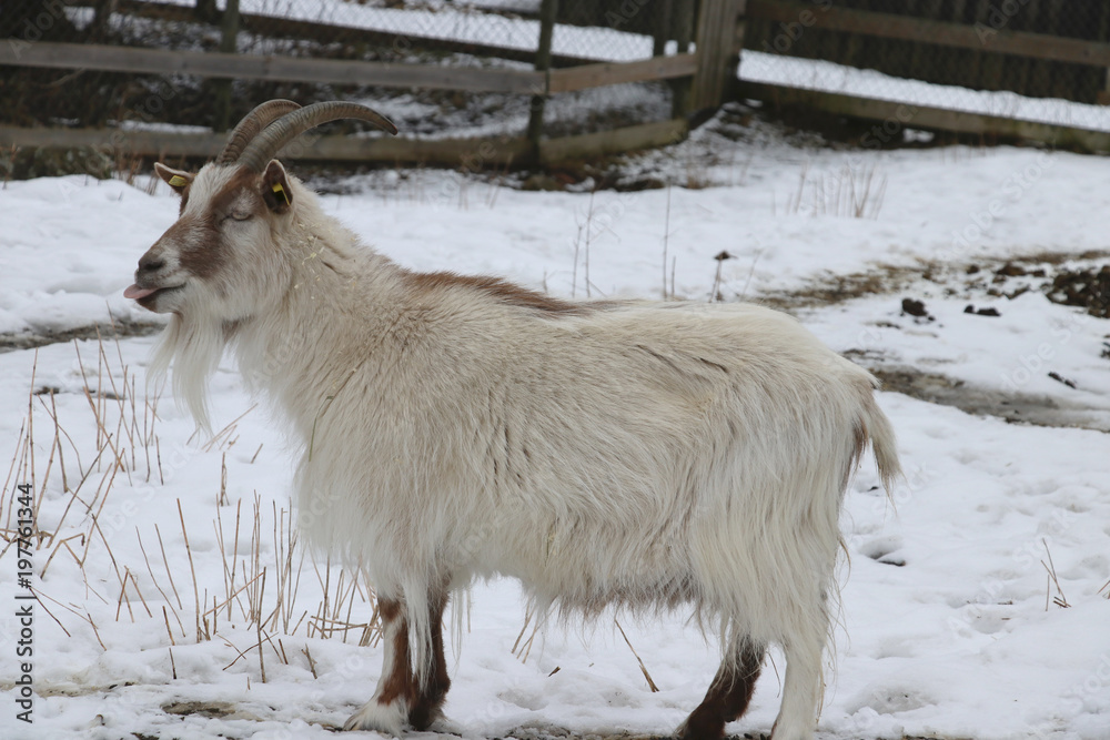 Finnish Landrace Goat