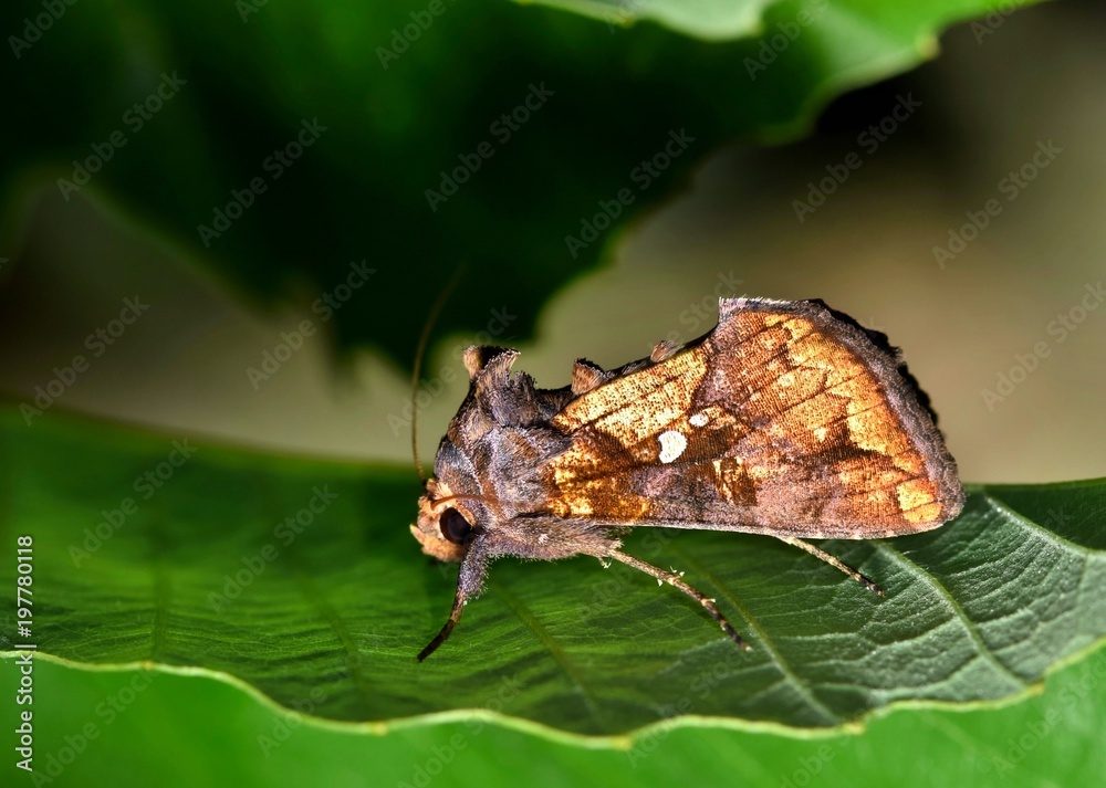 Golden Looper moth Argyrogramma verruca insect nature pest control ...