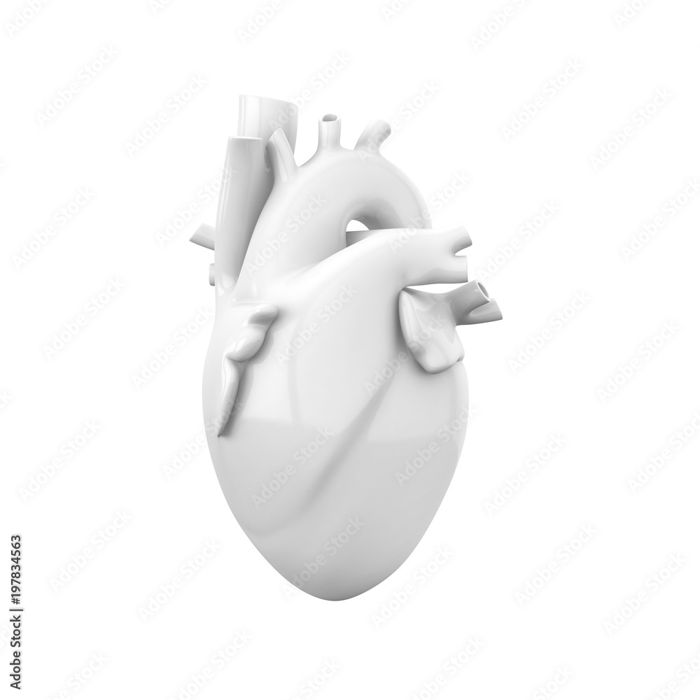 White blank heart, anatomical model isolated on white background. 3D ...