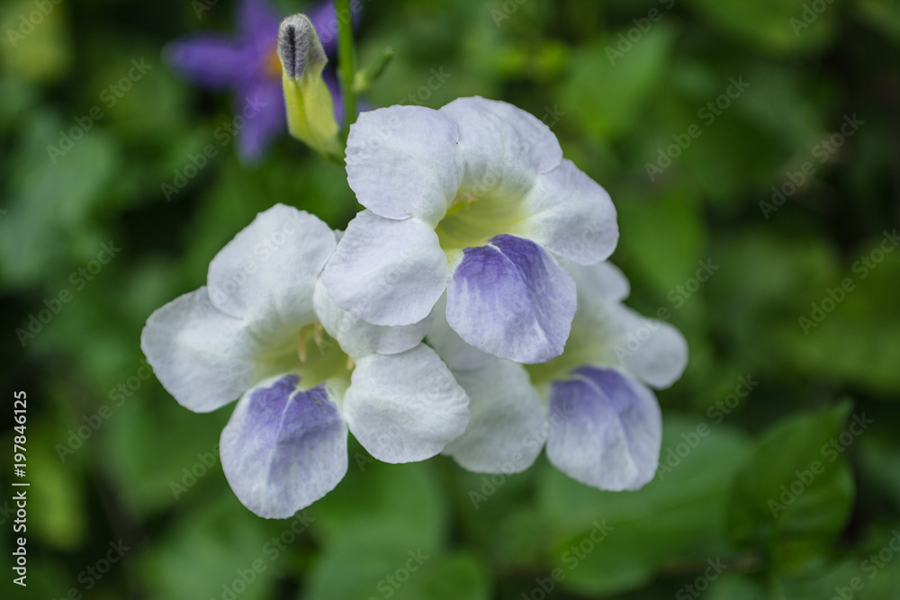 Asystasia gangetica plant in the Acanthaceae family as the Chinese ...